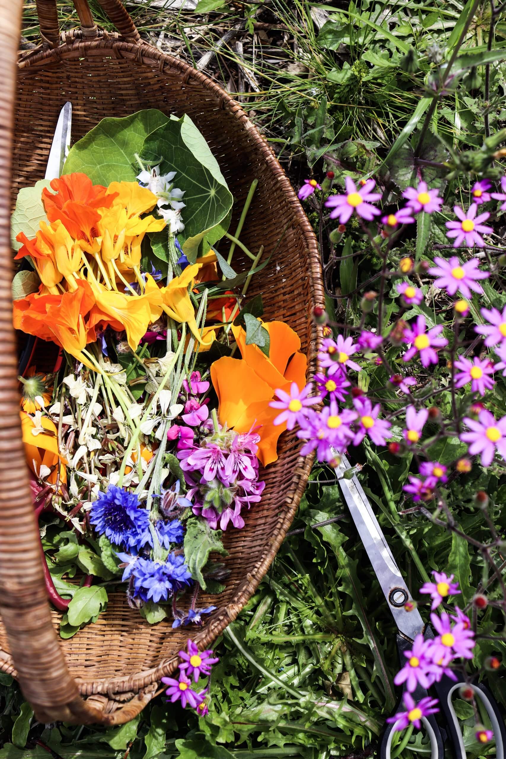 Veld and Sea Spring Flower Workshop - The Happy Traveller