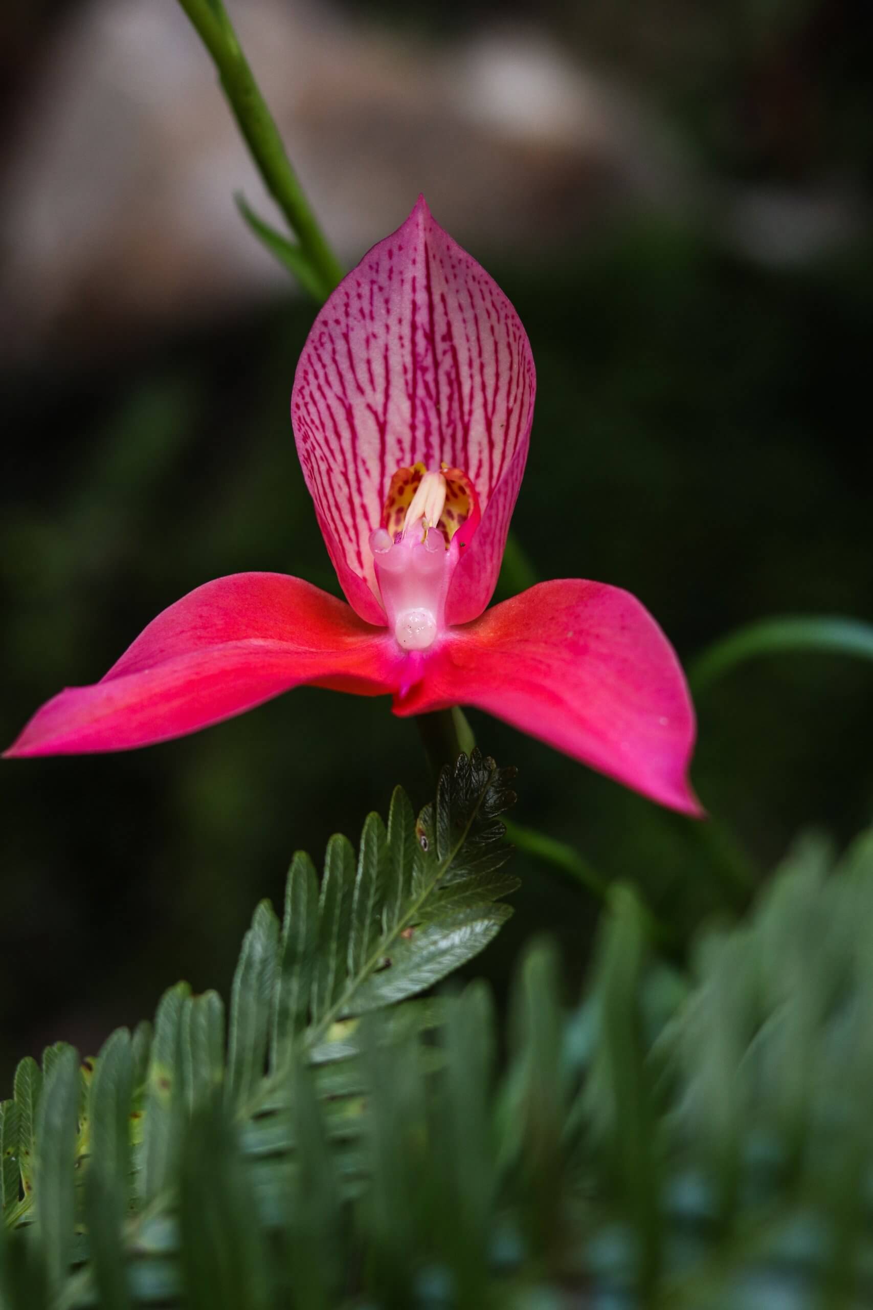 Red Disa Hike - The Happy Traveller