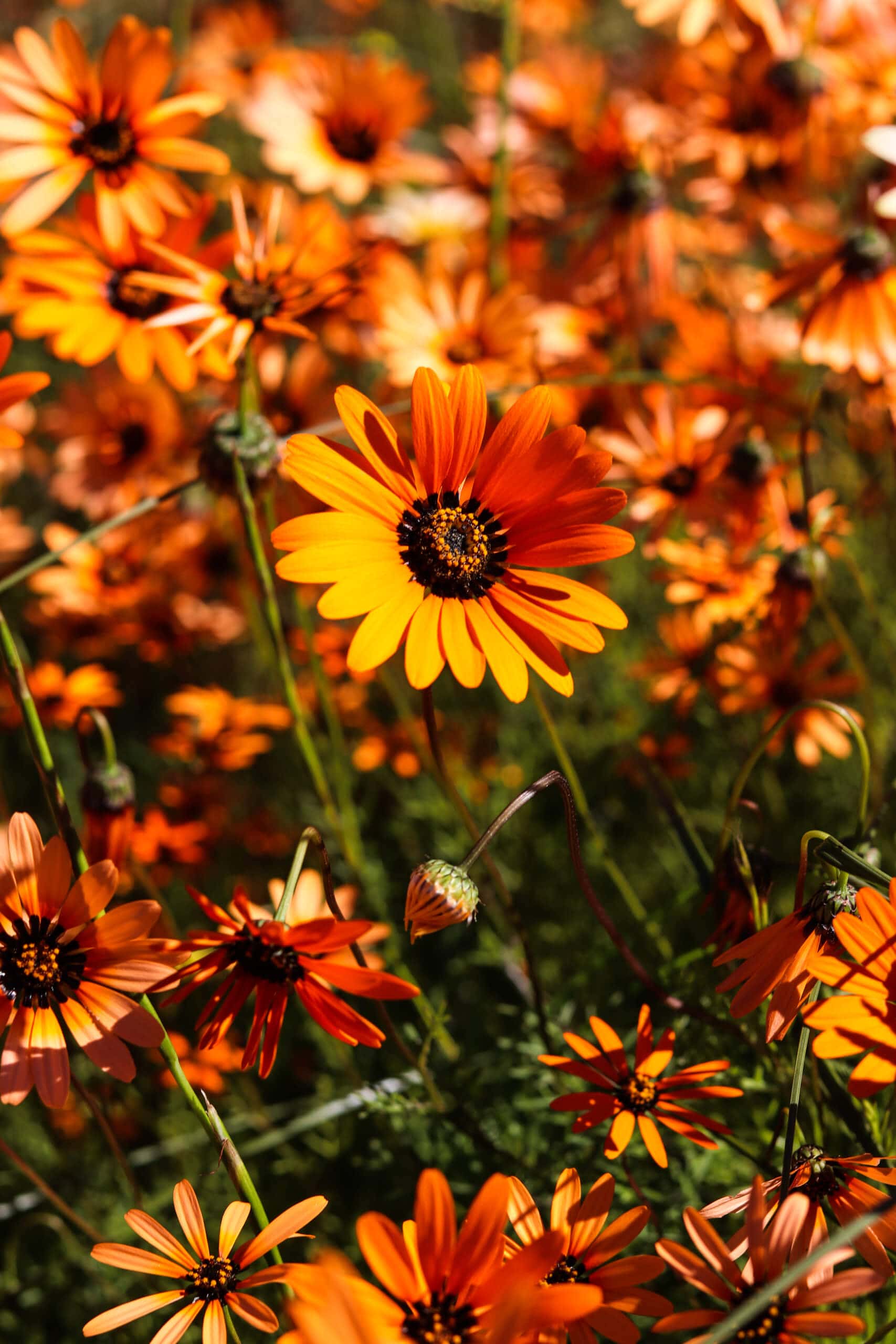 Spring Flowers in Cape Town - The Happy Traveller